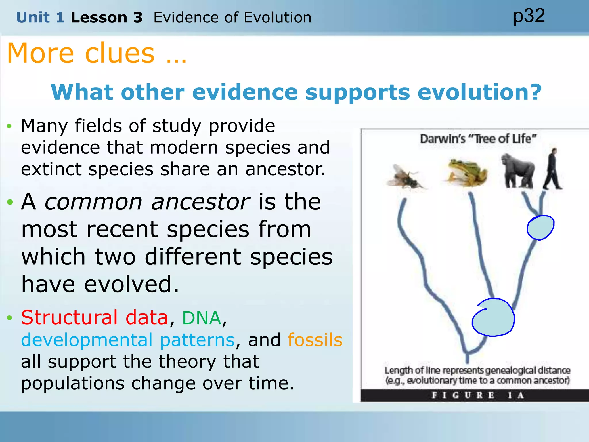 Evidence of Evolution (3).ppt