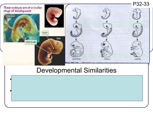 Evidence of Evolution (3).ppt