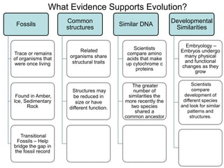 Evidence of Evolution (3).ppt
