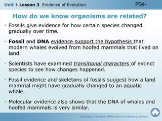 Evidence of Evolution (3).ppt