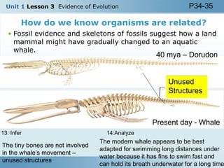Evidence of Evolution (3).ppt
