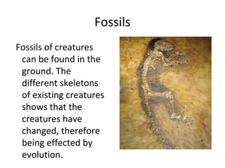 Evidence of evolution biology | PPT