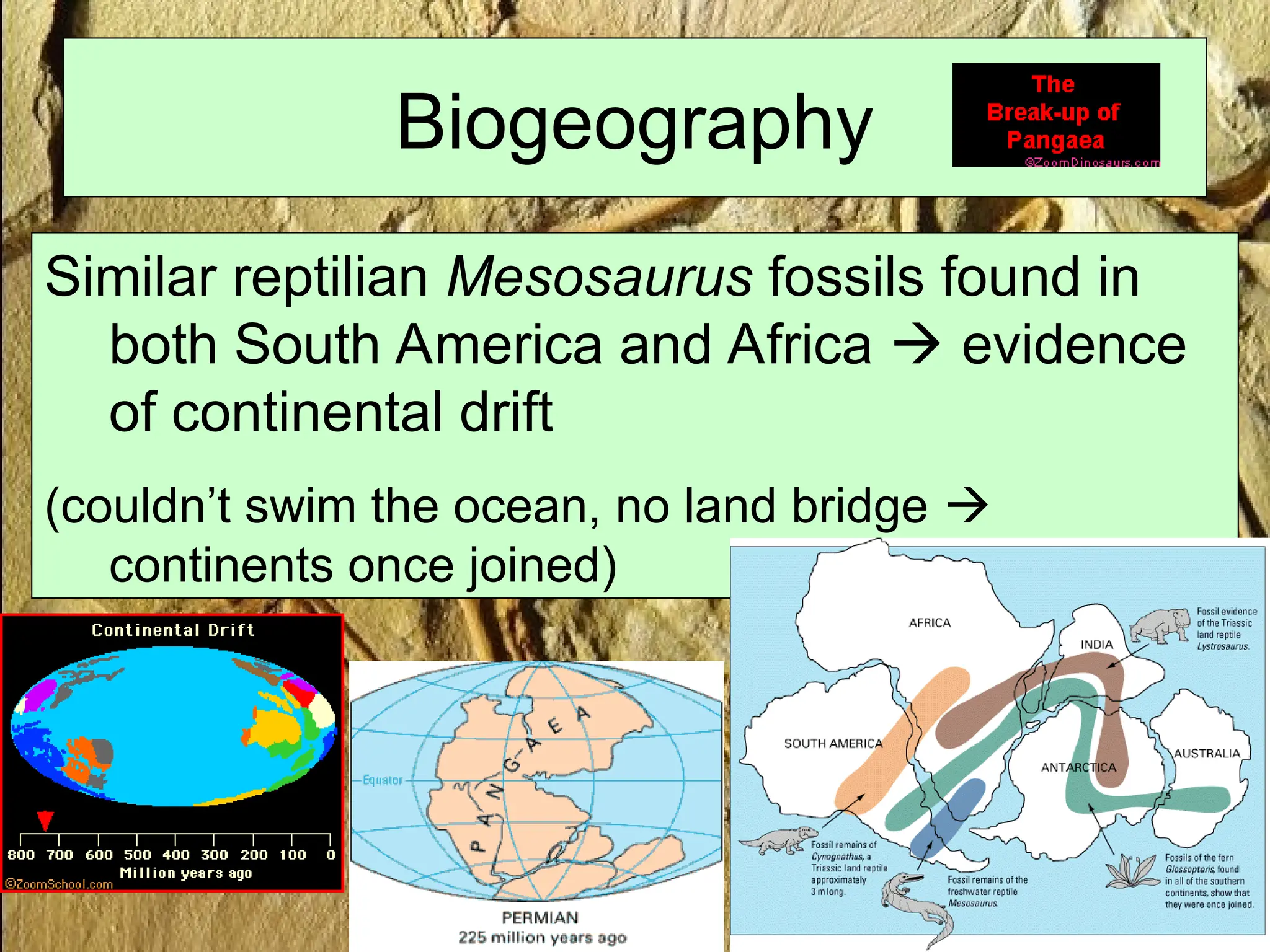 evidence_of_evolution grade 10 learners_ii.ppt