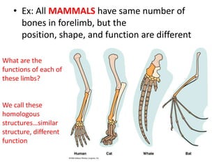 Evidence of evolution ss | PPTX