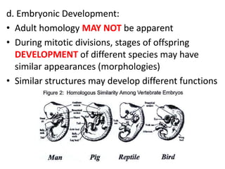 Evidence of evolution ss | PPTX