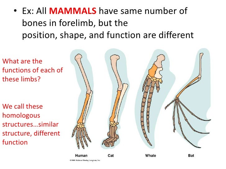 evidence-of-evolution-ss