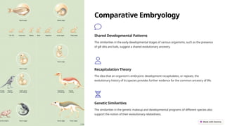 Evidences-of-Evolution, The theory of evolution. | PPT