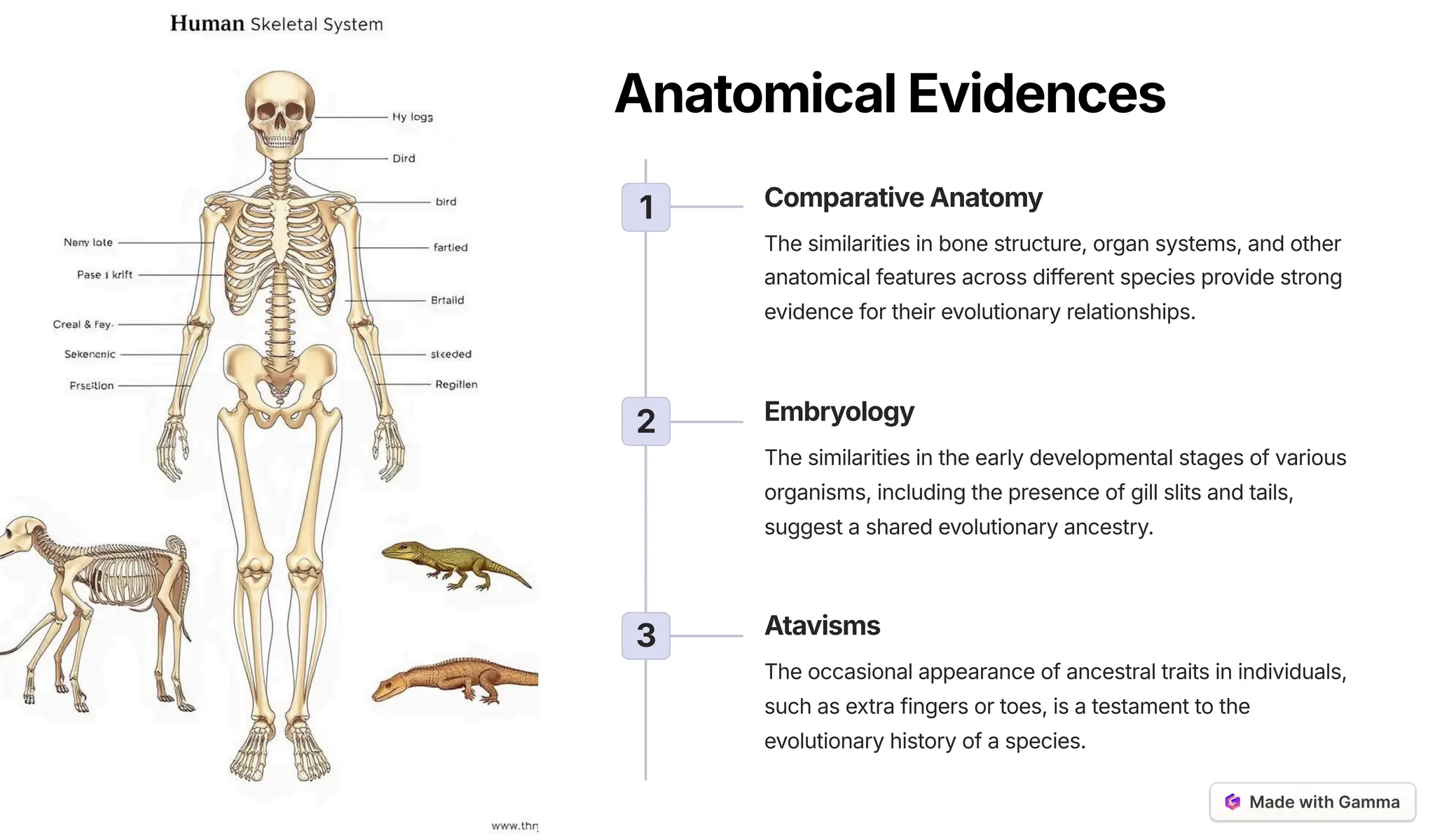 Evidences-of-Evolution,The evolution theory | PDF