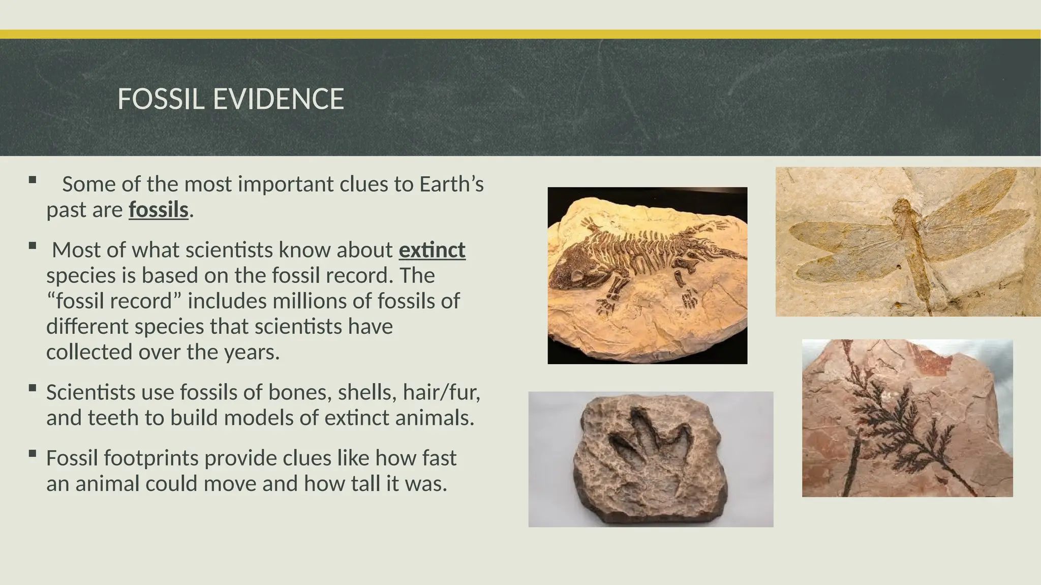 GENERAL BIOLOGY Evidences-of-Evolution-ppt.pptx