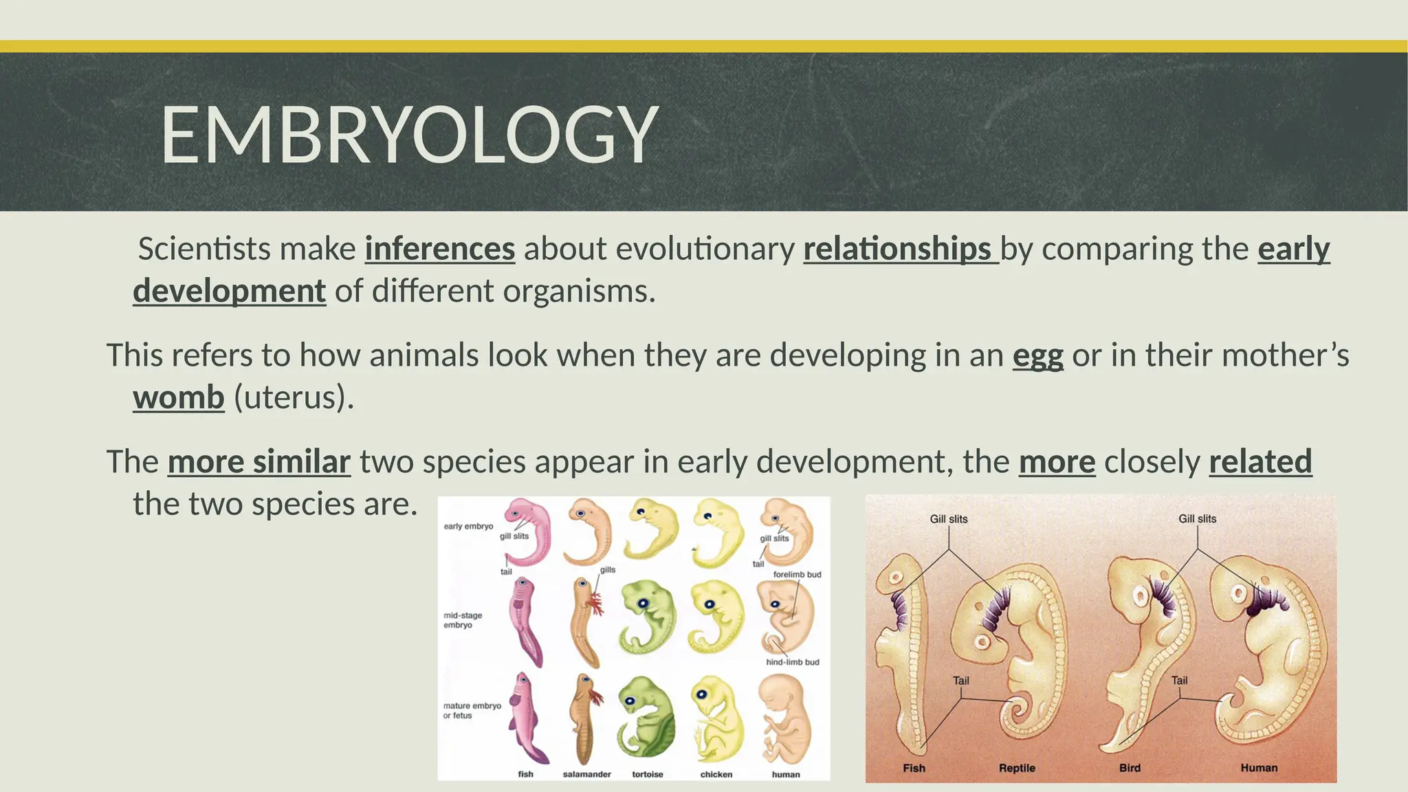 GENERAL BIOLOGY Evidences-of-Evolution-ppt.pptx