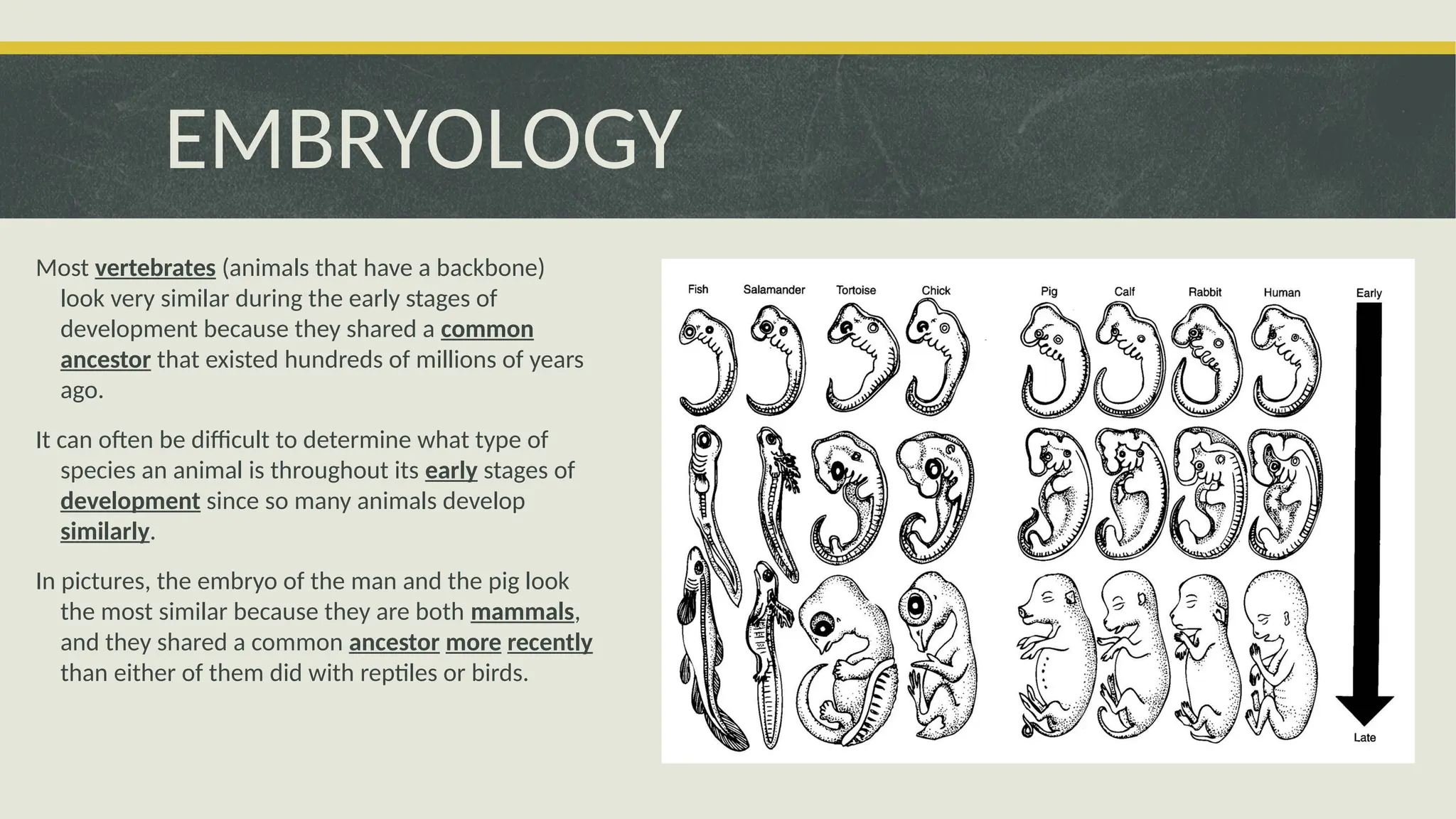 GENERAL BIOLOGY Evidences-of-Evolution-ppt.pptx