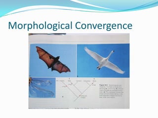 Evidences of evolution | PPTX