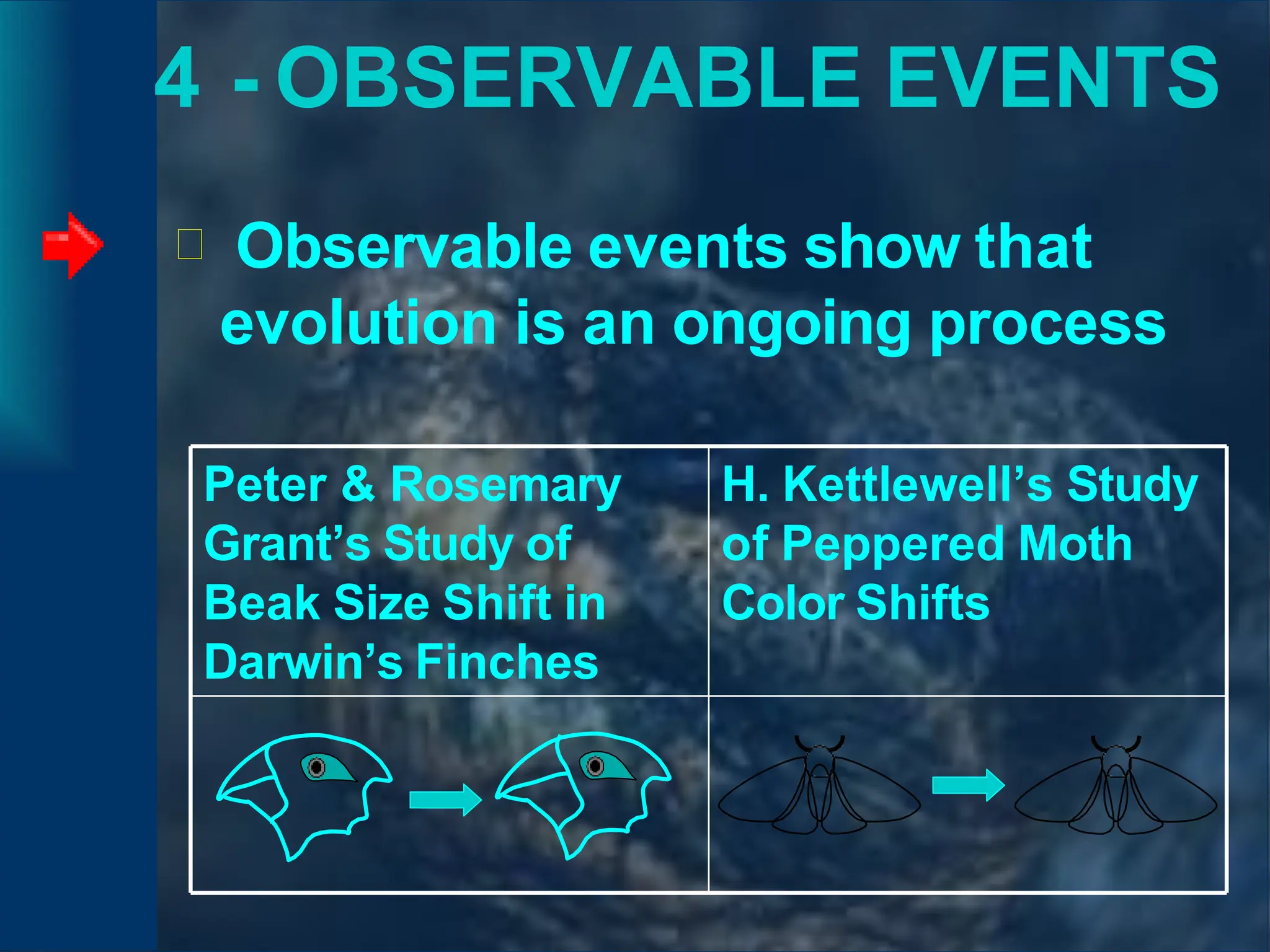 evidencesofevolution-120207073412-phpapp02.pptx