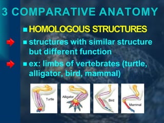 evidencesofevolution-120207073412-phpapp02.pptx | Geology | Science