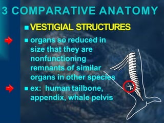 evidencesofevolution-120207073412-phpapp02.pptx