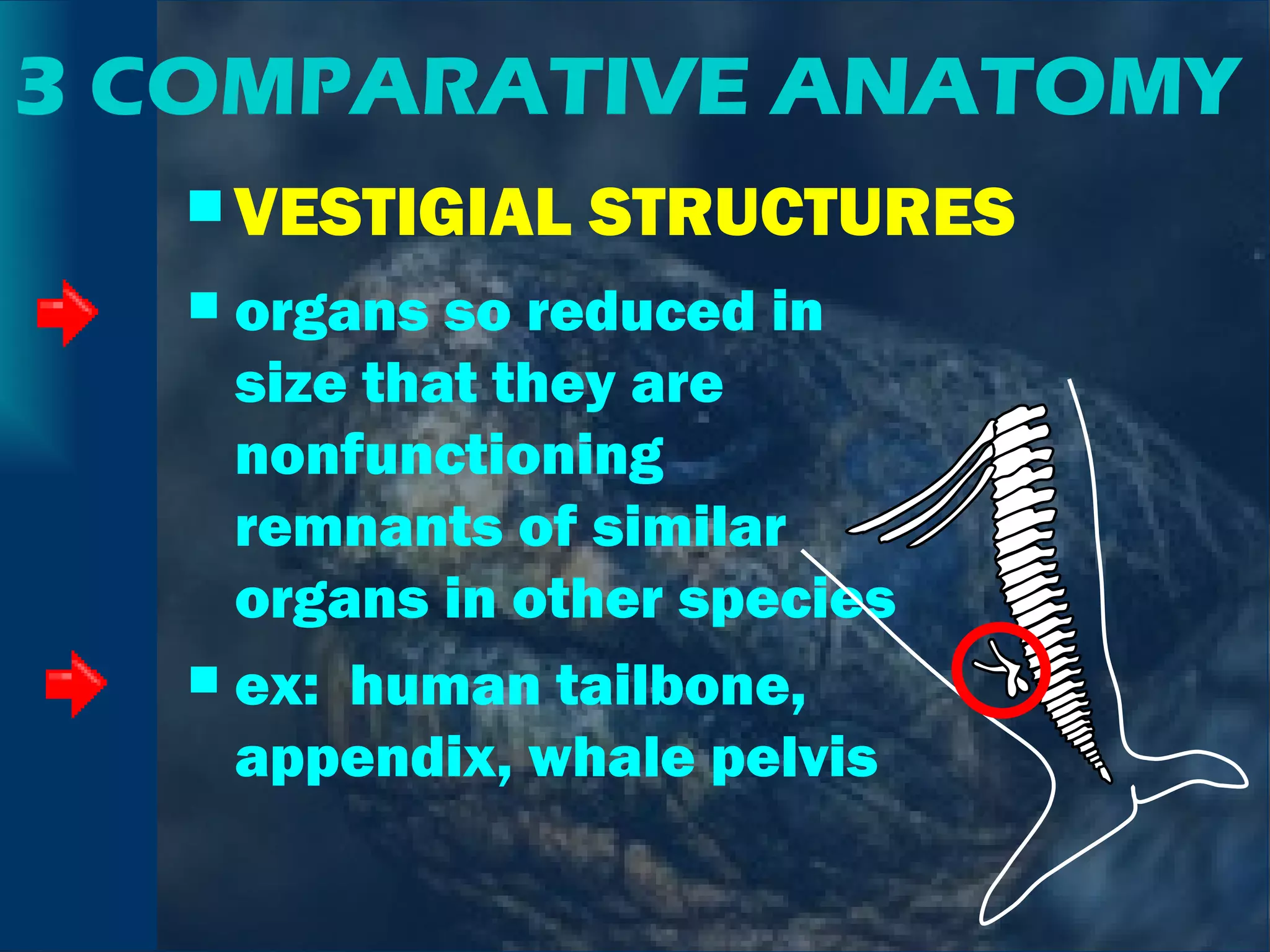 Evidences of evolution | PPT