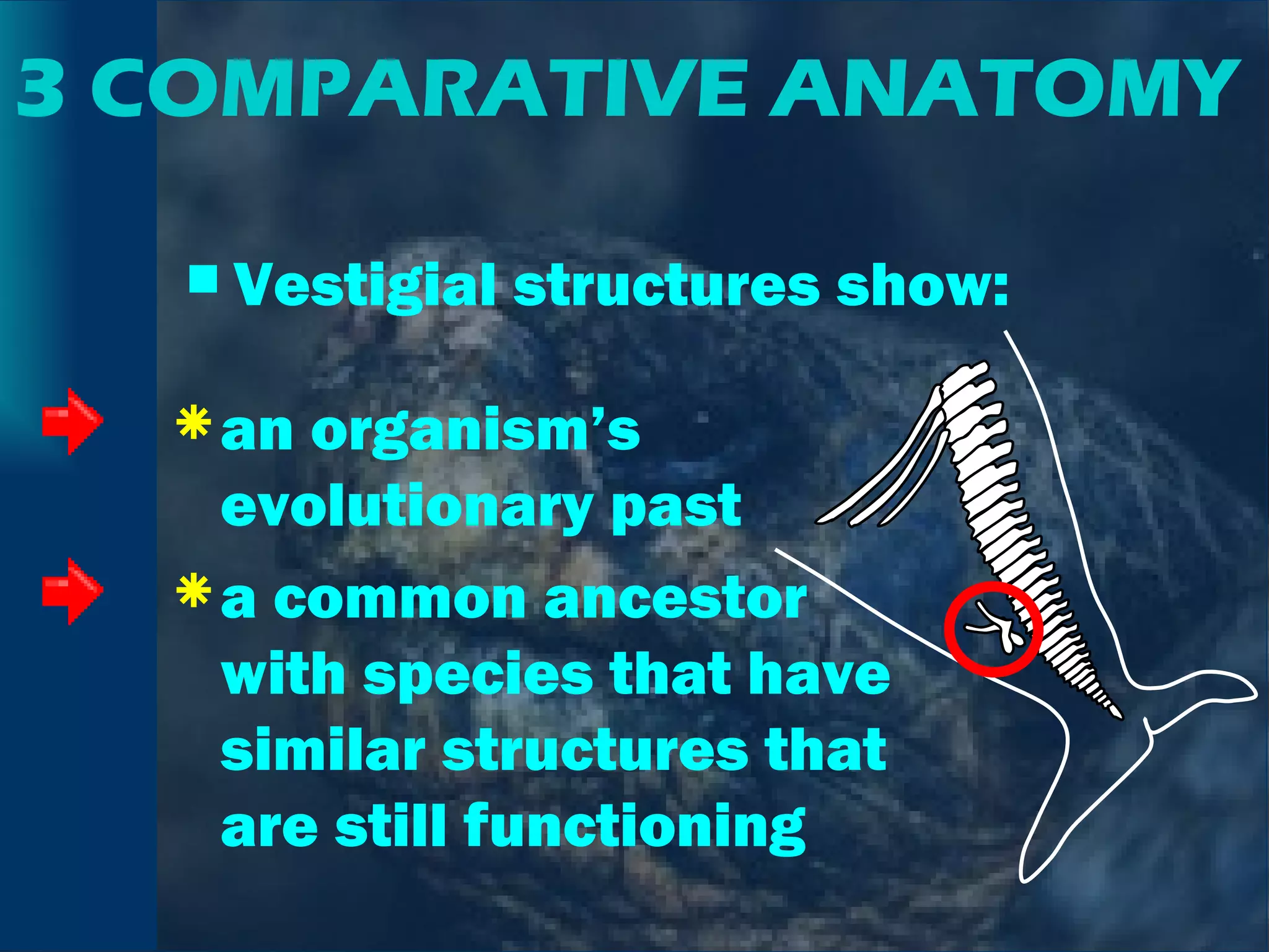 Evidences of evolution | PPT