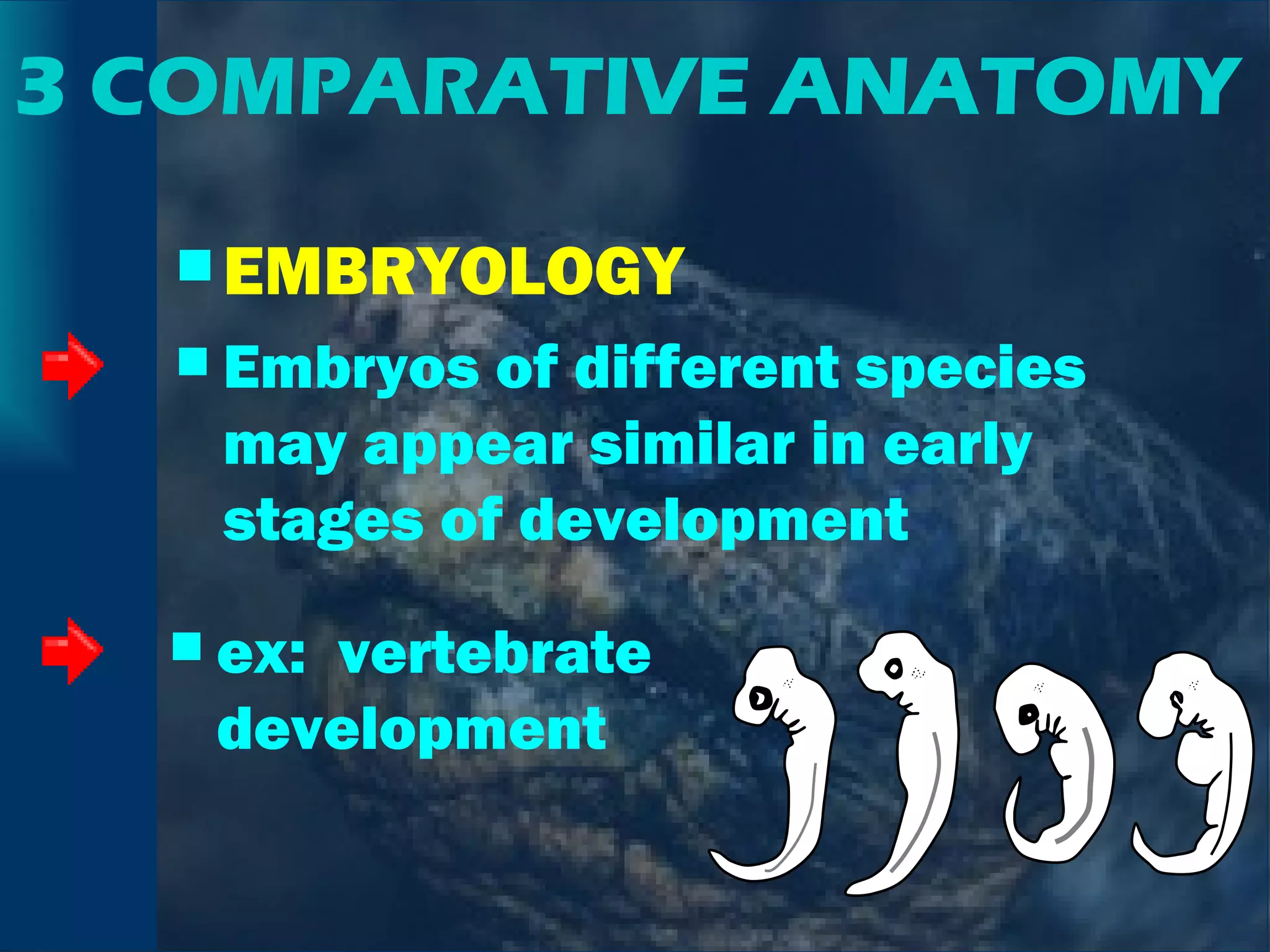 Evidences of evolution | PPT