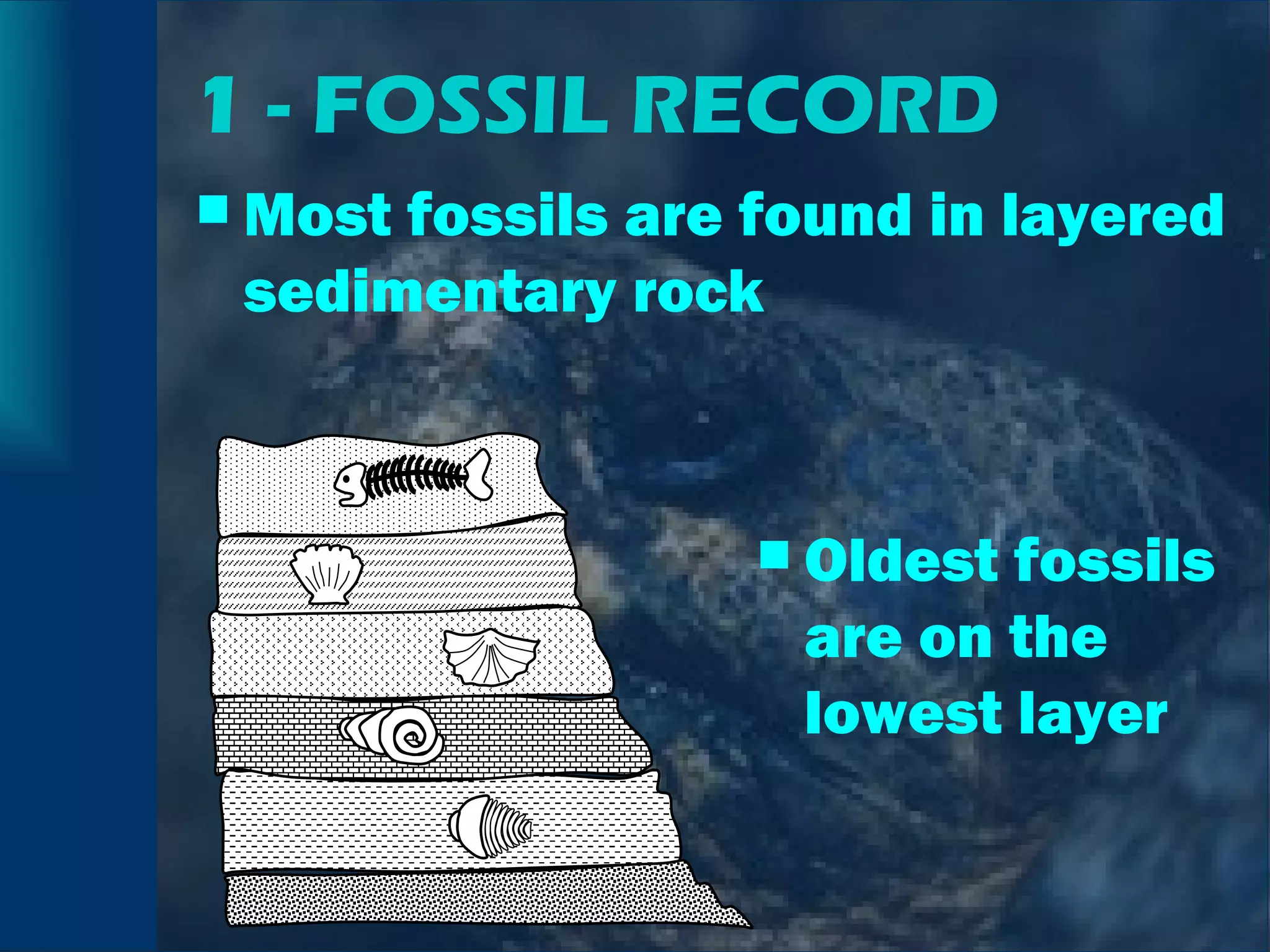 Evidences of evolution | PPT