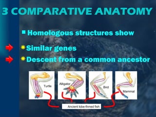 Evidences of evolution | PPT