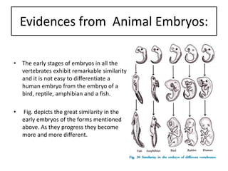 Evidences of evolution from patterns of development | PPT