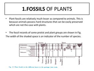 Evidences of evolution from patterns of development | PPTX
