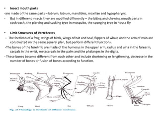Evidences of evolution from patterns of development | PPT