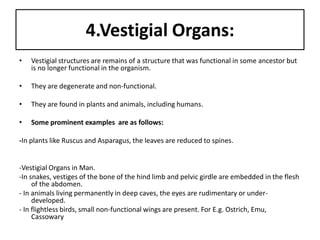 Evidences of evolution from patterns of development | PPT