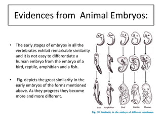 Evidences of evolution from patterns of development | PDF