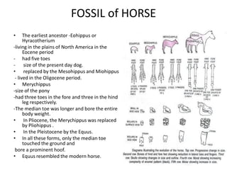 Evidences of evolution from patterns of development | PDF