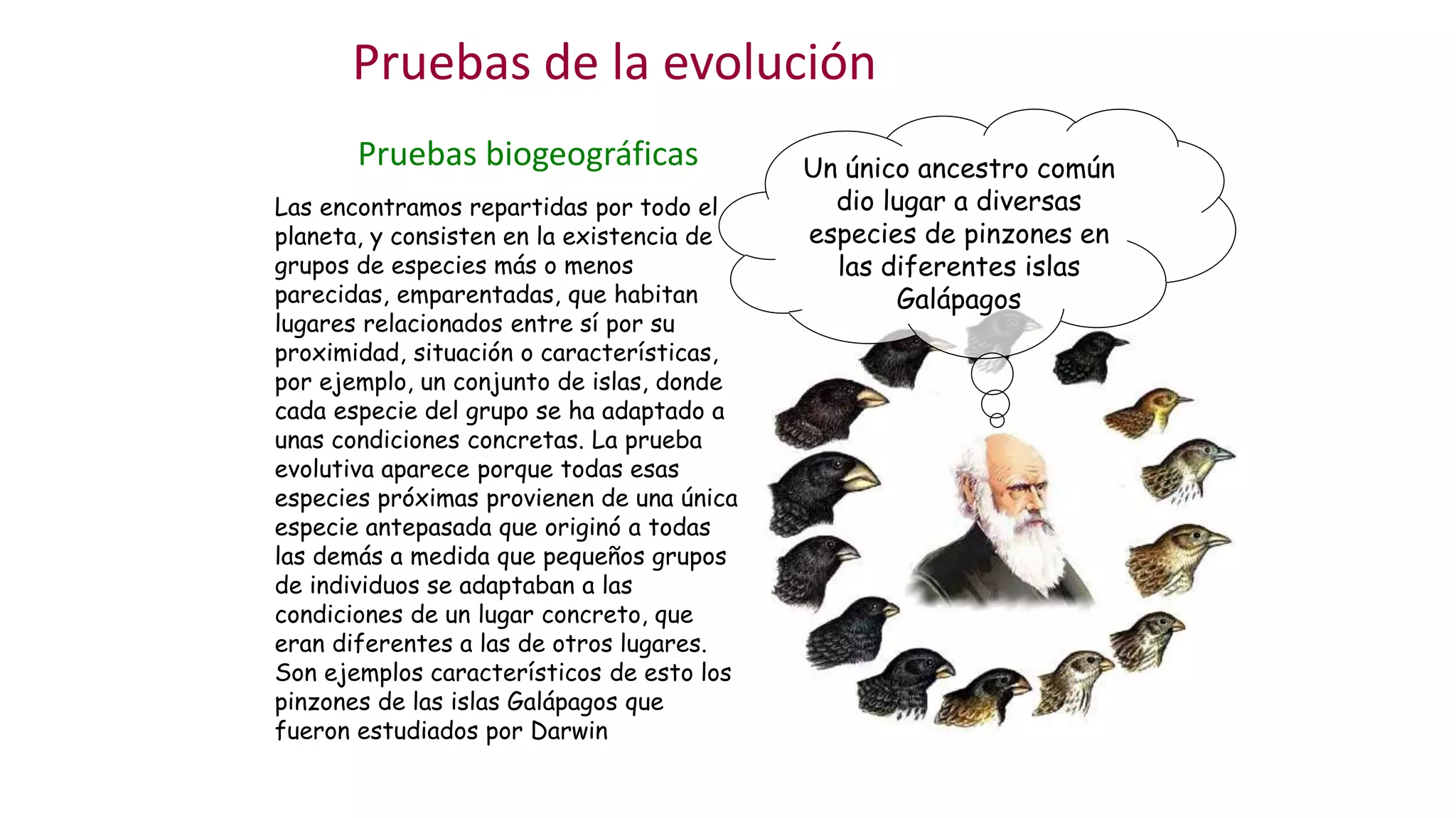 evidencia evolución.pptx