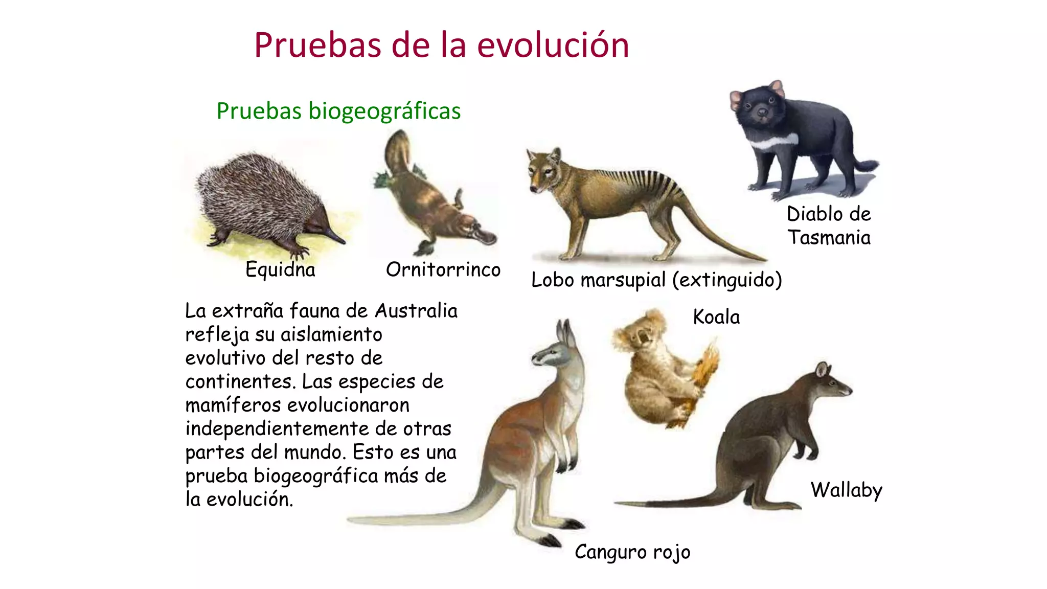evidencia evolución.pptx