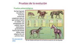 evidencia evolución.pptx
