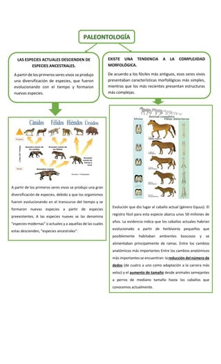 EVIDENCIAS APORTADAS A LA EVOLUCIÓN.pdf KEVIN GUZMAN MALAMENT 3° AÑO | PDF