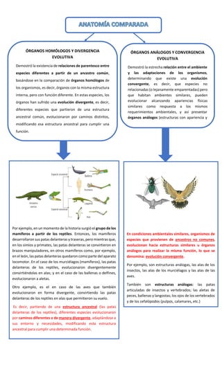 EVIDENCIAS APORTADAS A LA EVOLUCIÓN.pdf KEVIN GUZMAN MALAMENT 3° AÑO | PDF