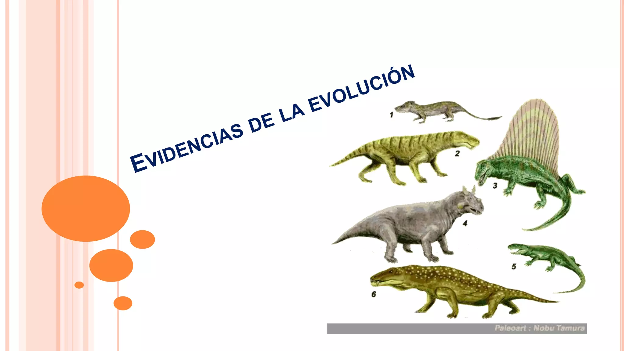 Evidencias de la evolución | PPTX