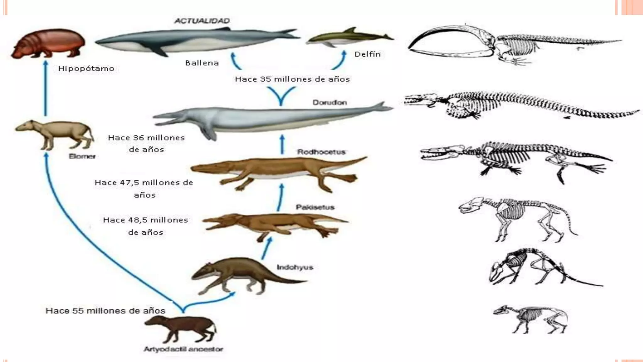 Evidencias de la evolución | PPT