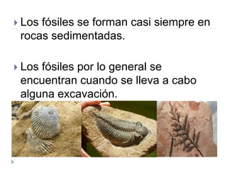 Evidencias directas los fósiles | PPTX