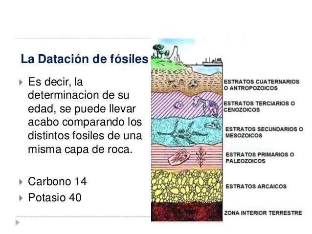 Evidencias directas los fósiles