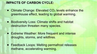 Energy flow in ecosystem - carbon, nitrogen cycle | PPT