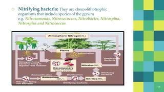 Aeromicrobiology and microbes in soil | PPTX