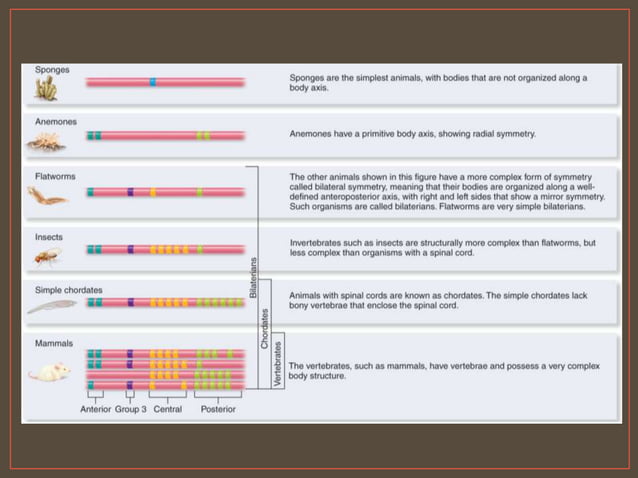 Evo-Devo | PPTX | Biological Sciences | Science