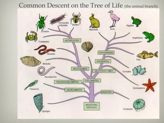 Evo common desc | PPT