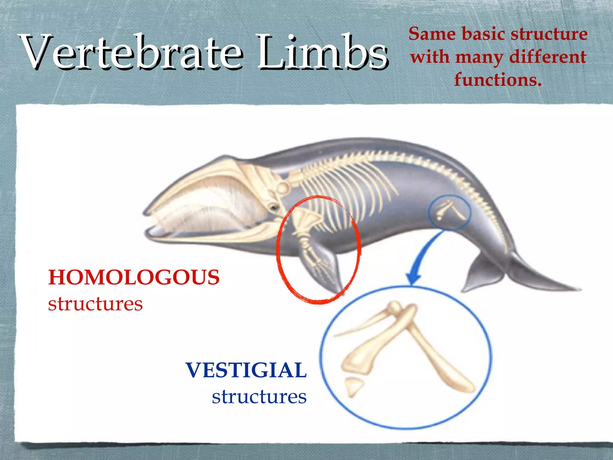 Evo evidence 16_4_part2 | PPT