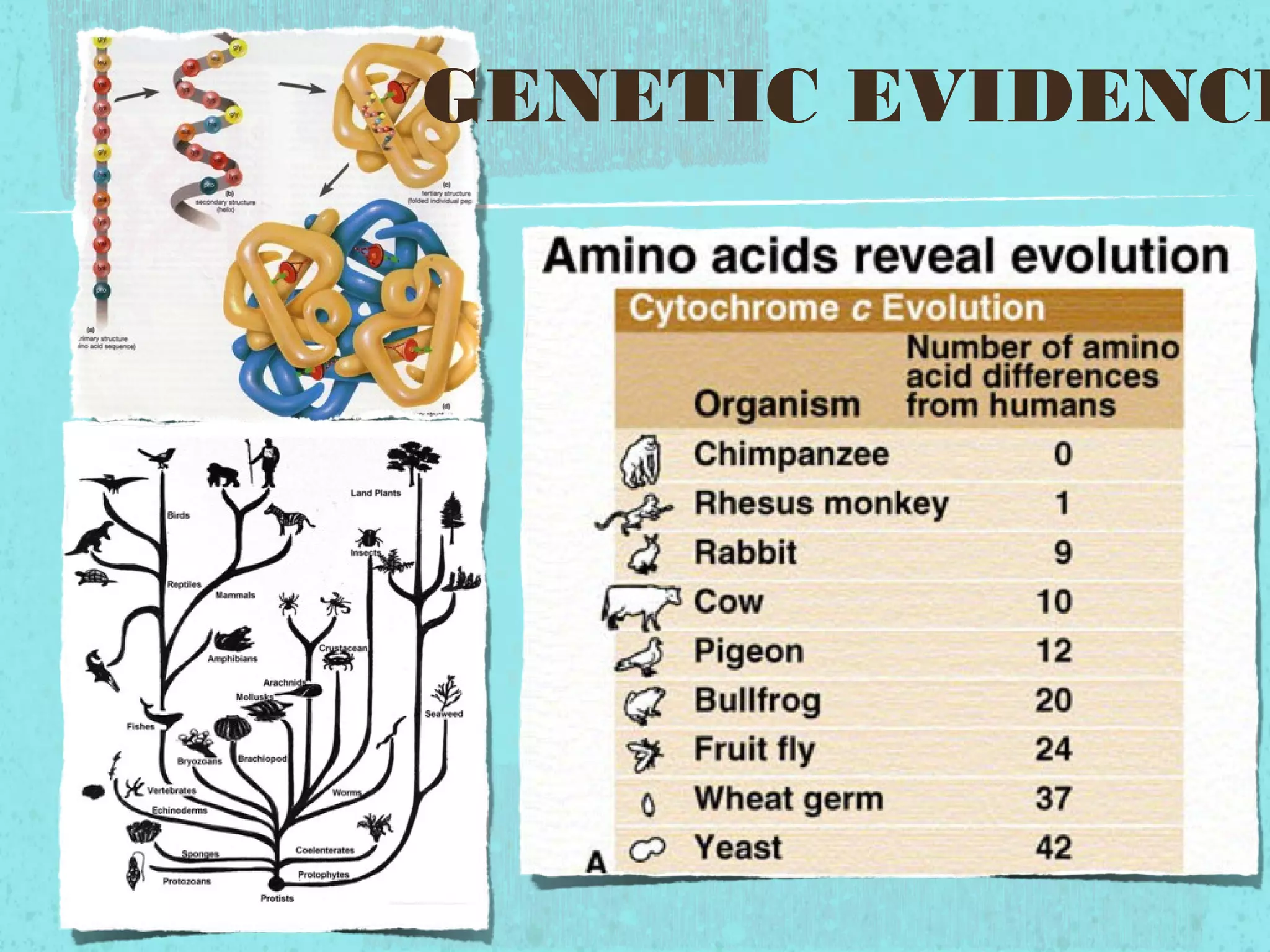 Evo genetic evidence_lt10 | PPT