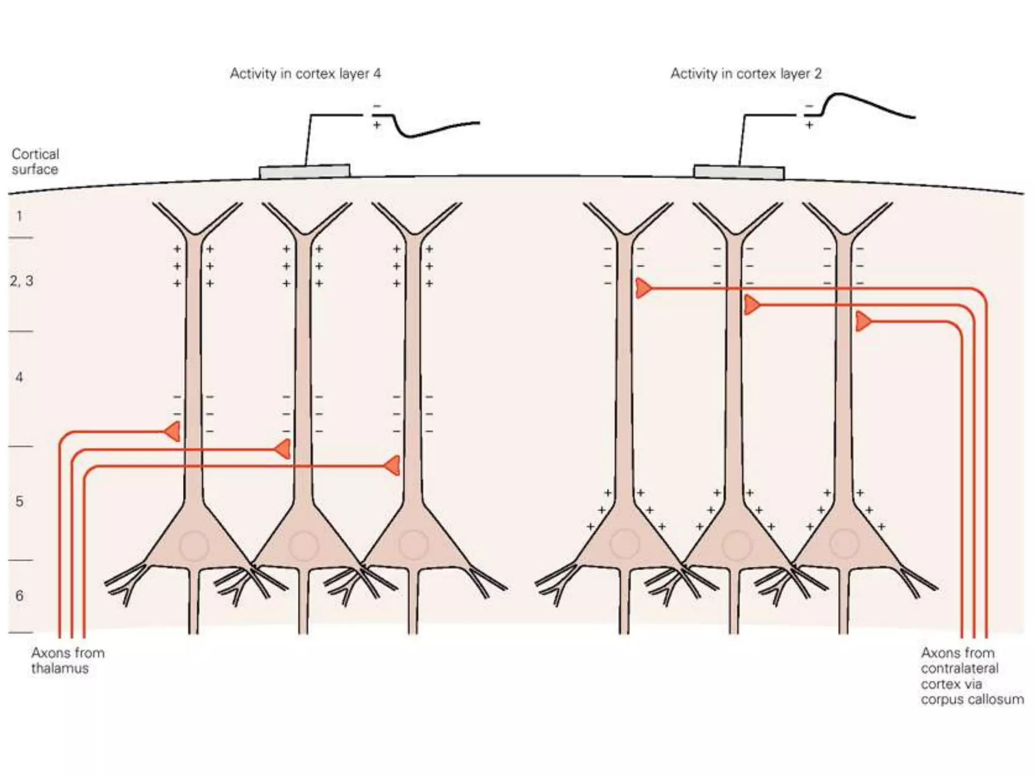 Evoked potentials, clinical importance & physiological basis of ...