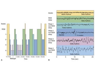 Evoked potentials, clinical importance & physiological basis of ...