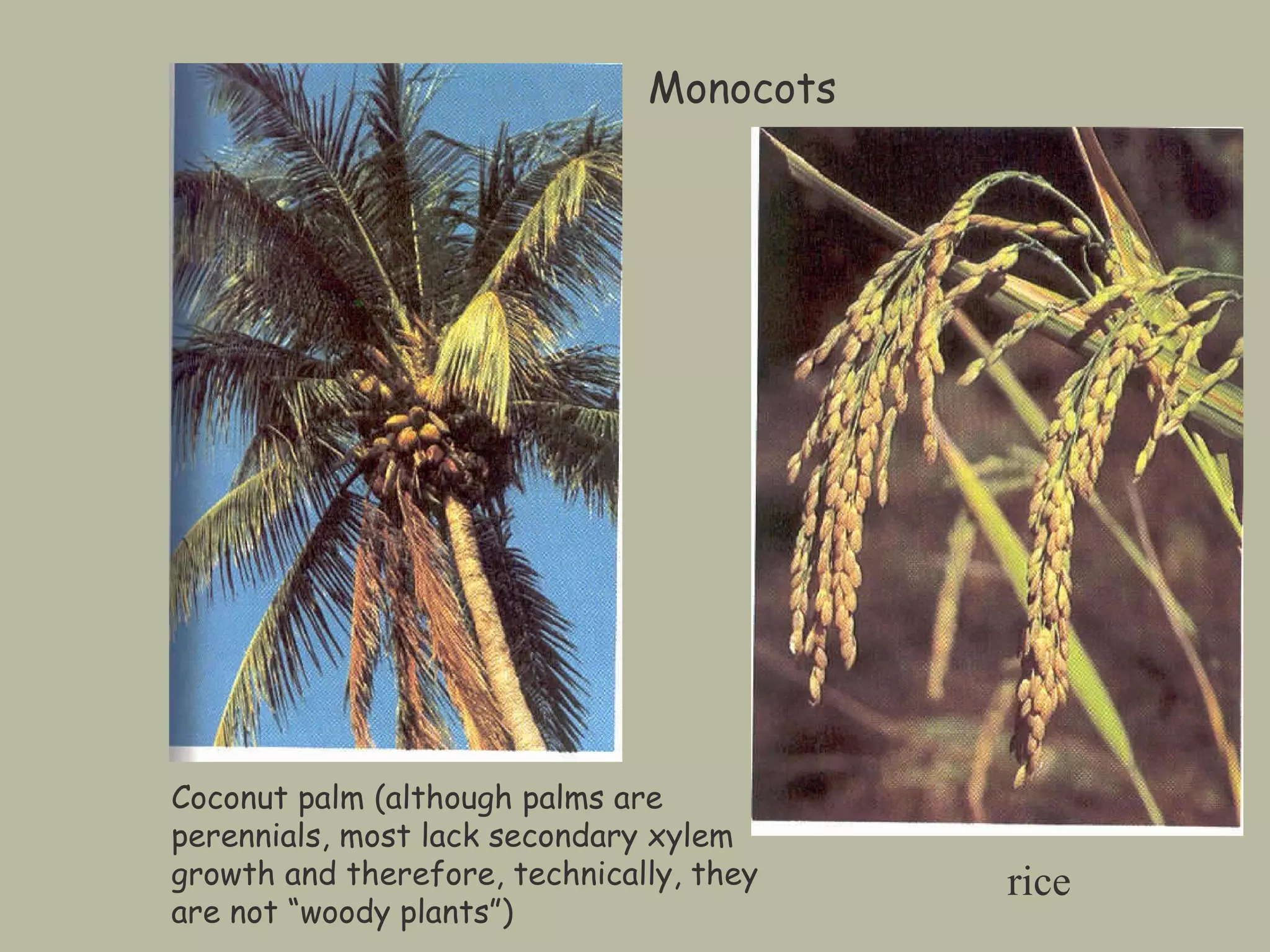 Evol and dist of woody plants | PPT