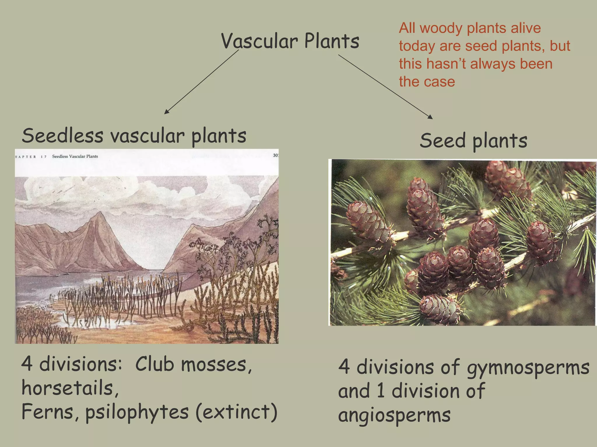 Evol and dist of woody plants | PPT