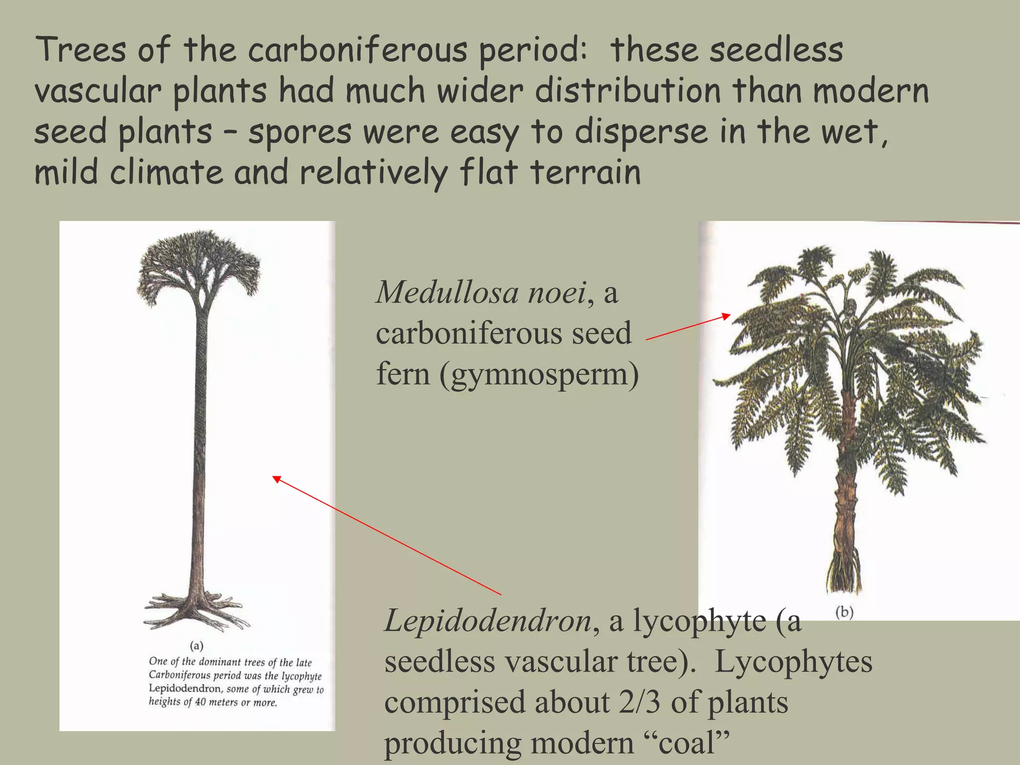 Evol and dist of woody plants | PPT